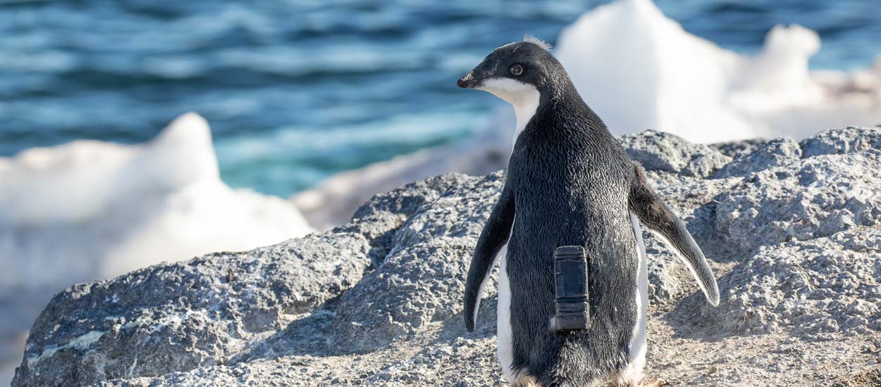 CTT teams up with u-blox for groundbreaking Antarctic penguin ...