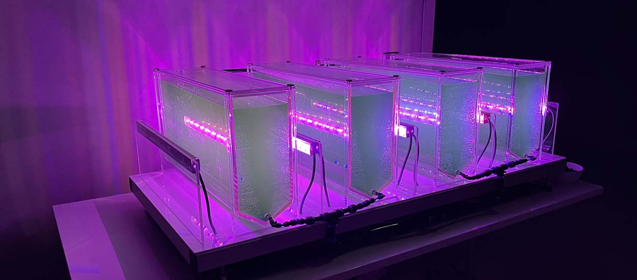 Optimizing crops with horticulture LEDs - Electronica azi International